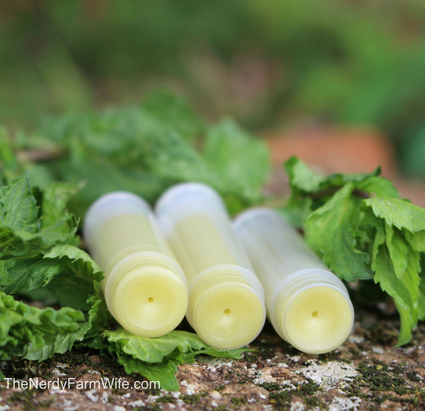 Using Fresh Mint to Make Lip Balms & Salve (3 Recipes)