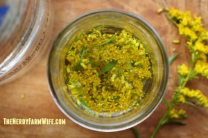 6 Things to Make with Goldenrod