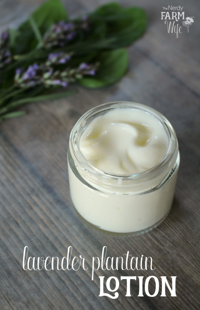 Lavender Plantain Lotion