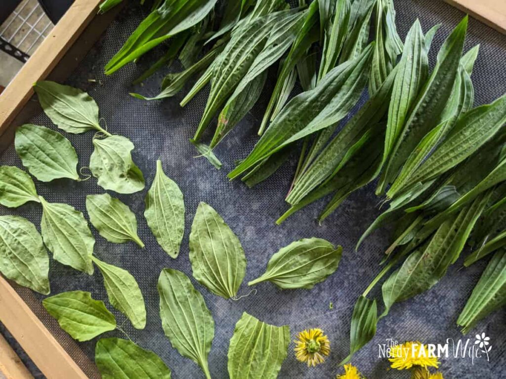 10+ Things to Make With Plantain (+printable!)