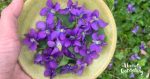10+ Things to Make With Violets