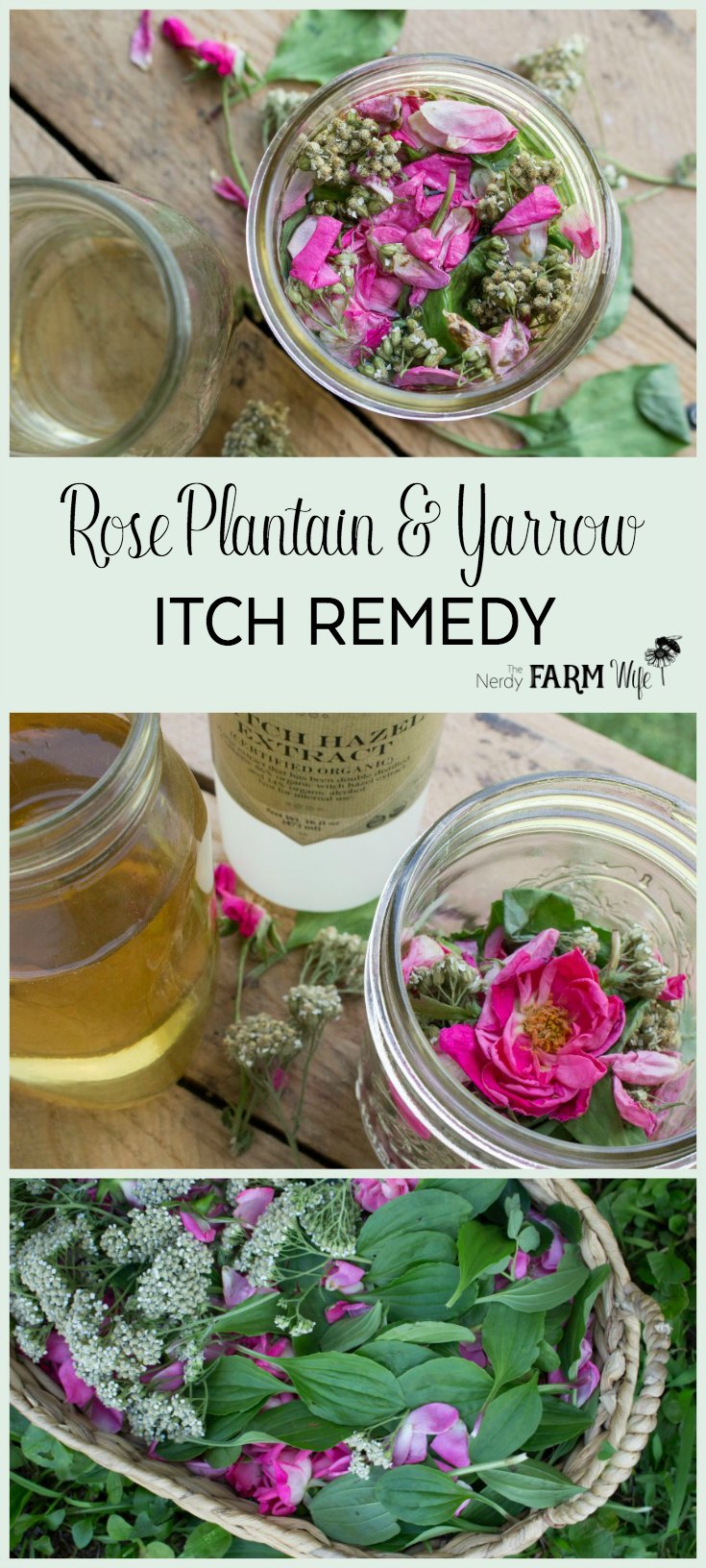 Rose, Plantain & Yarrow Itch Remedy