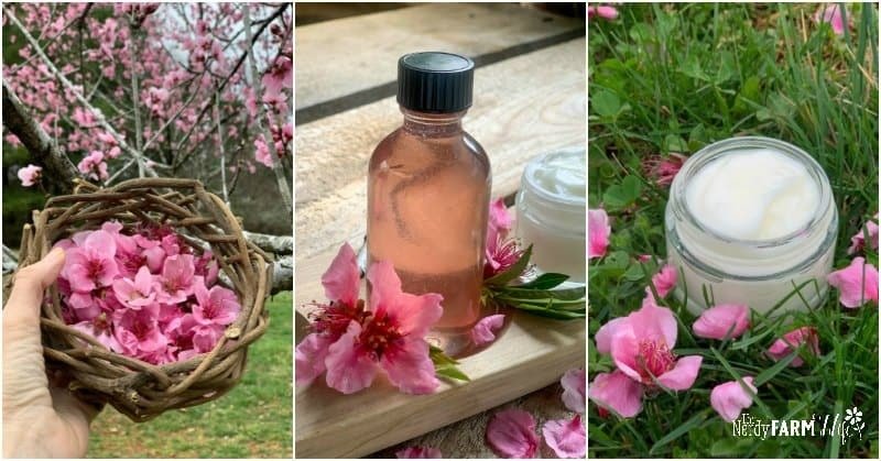 Peach Flower Glycerite & Face Cream (experiments!)
