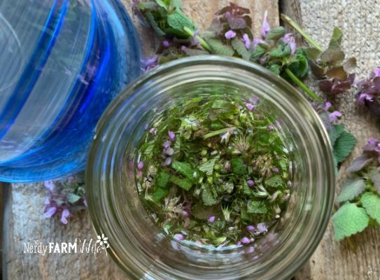 9+ Things to Make with Purple Dead Nettle (+printable!)