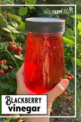 Blackberry Vinegar + 3 Recipes to Use It In