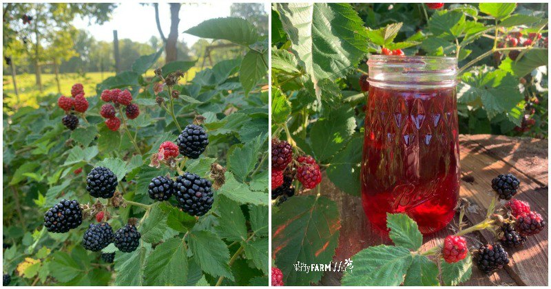 Blackberry Vinegar + 3 Recipes to Use It In