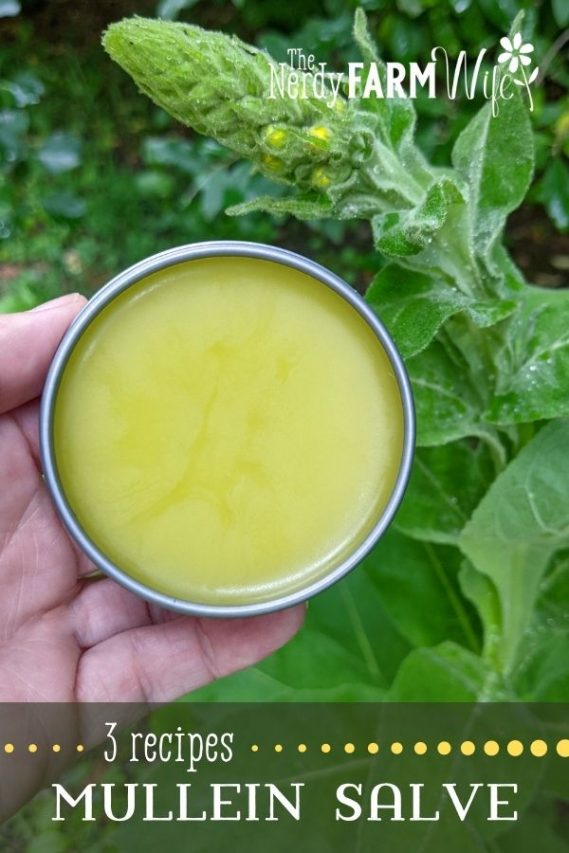 How to Make Mullein Salve (3 recipes)