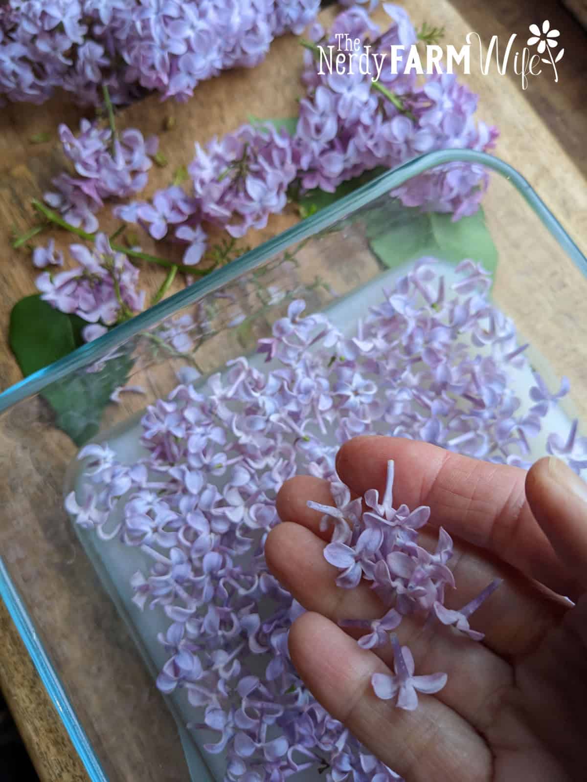 How to Enfleurage Fresh Lilac Flowers