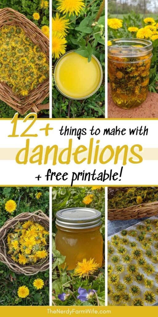 12+ Things to Make With Dandelion Flowers (+printable!)