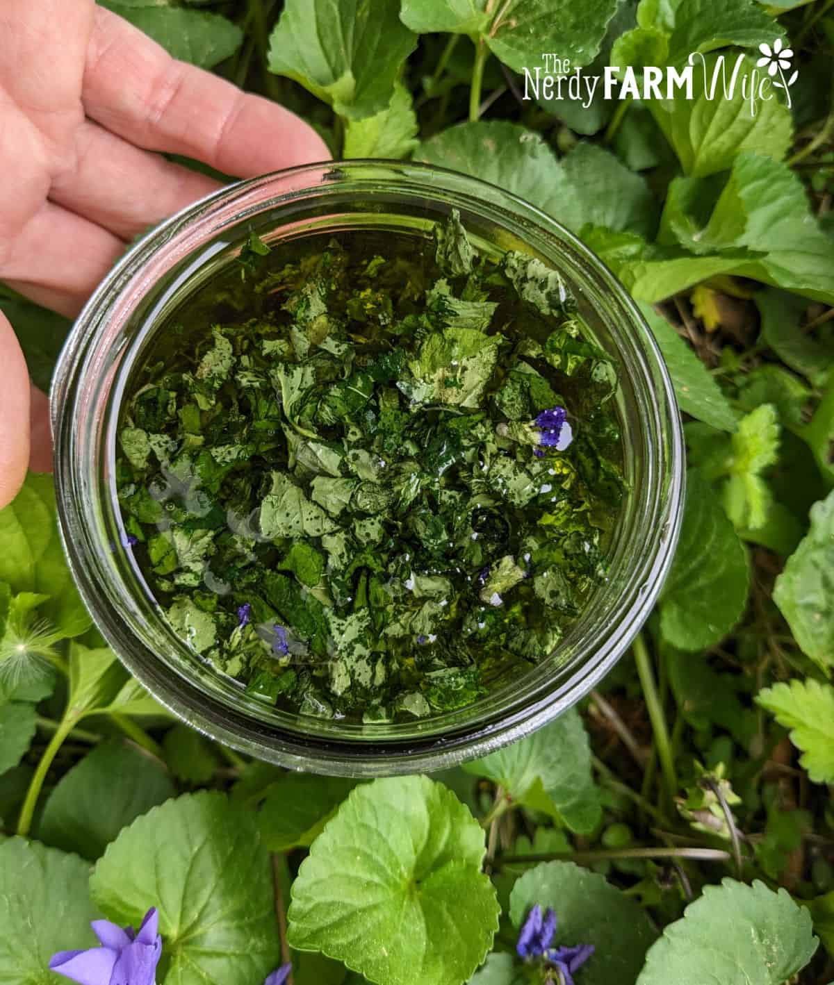 10+ Things to Make With Violets