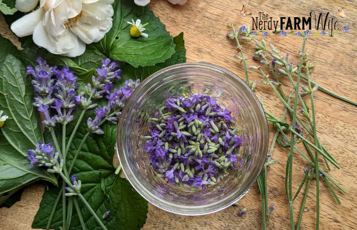 Lavender Tincture + Uses