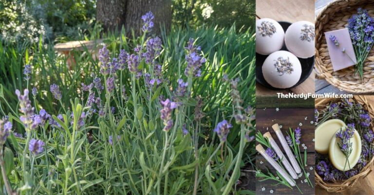 Lavender Tincture + Uses