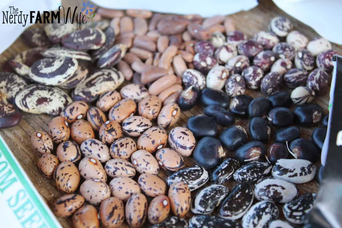 Growing 14 Common Garden Vegetables (+Free Printable!)