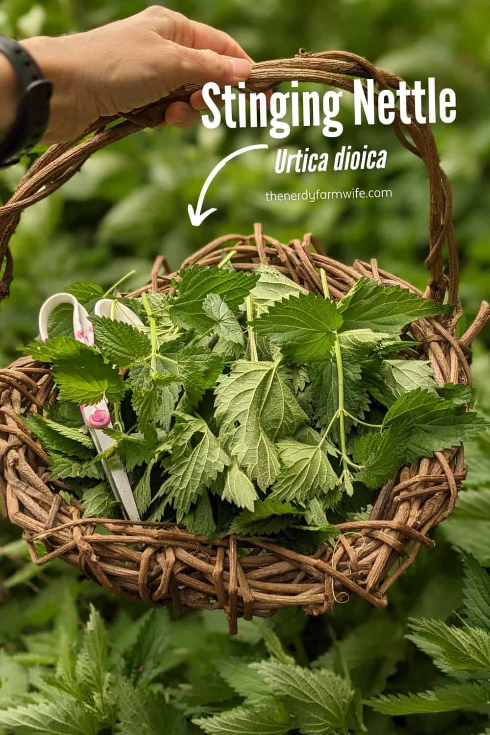 Stinging Nettle Tincture + Uses