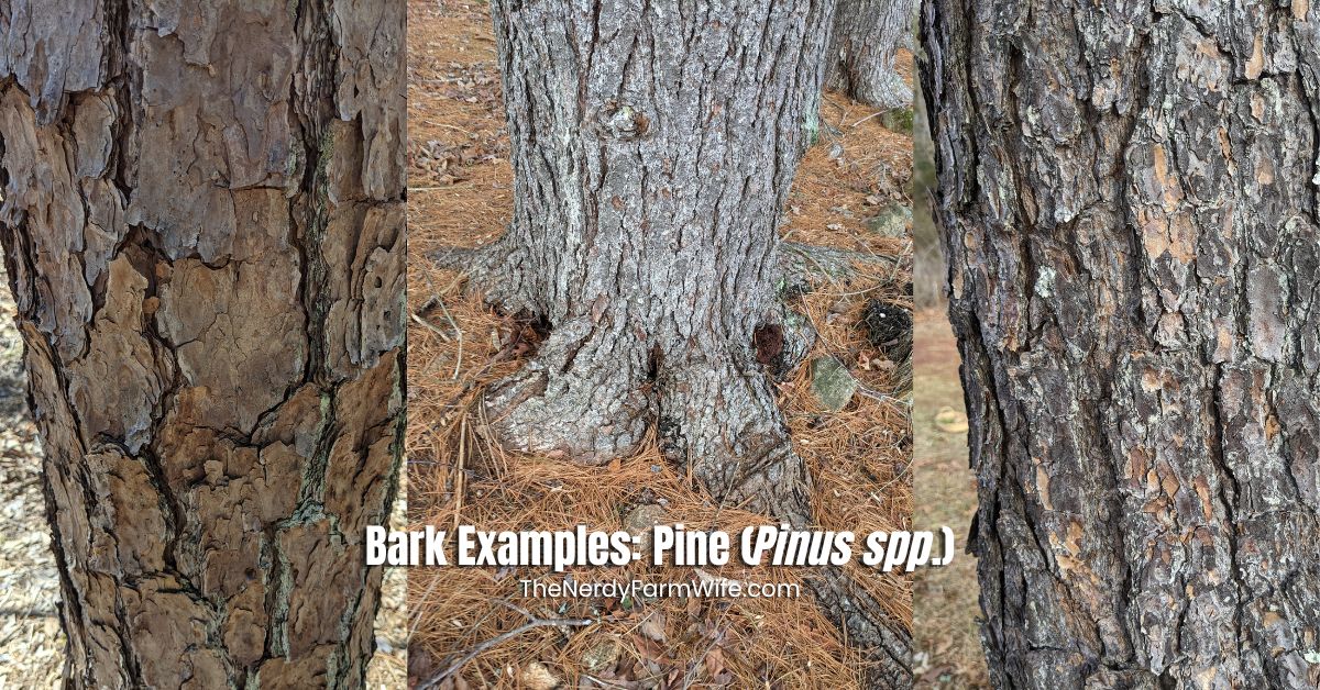 Foraging & Using Pine Needles