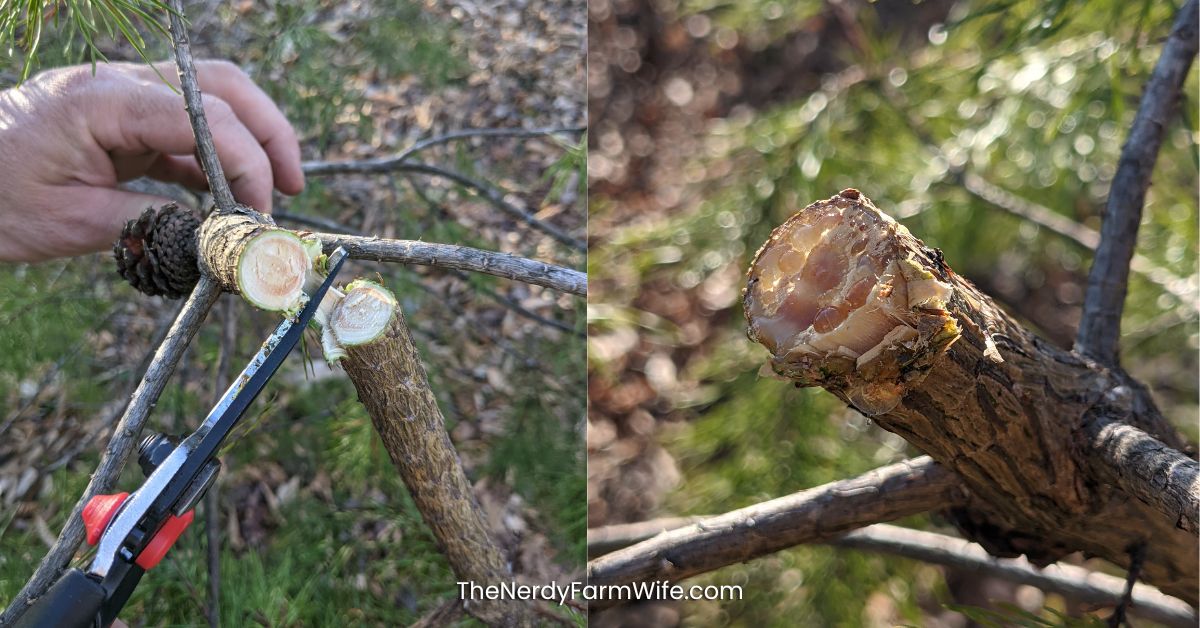 Foraging & Using Pine Needles