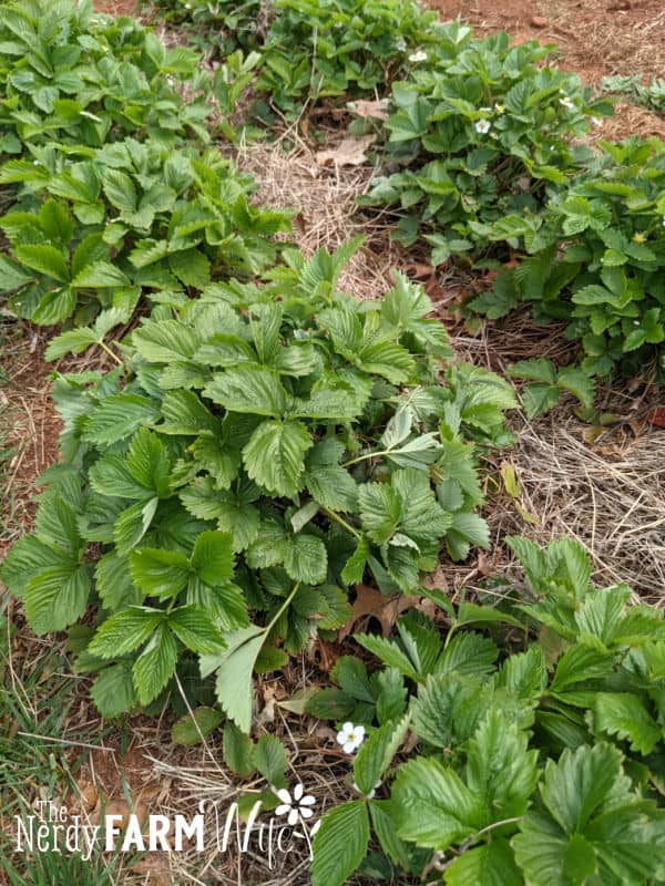 How to Grow Alpine Strawberries