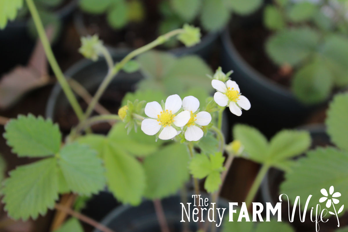 How to Grow Alpine Strawberries