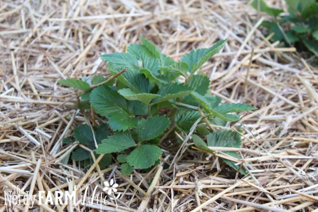 How to Grow Alpine Strawberries