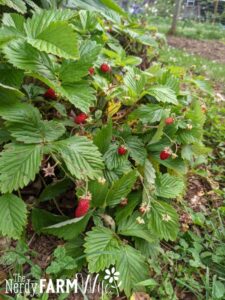 How to Grow Alpine Strawberries