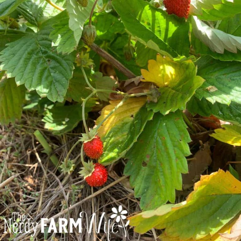 How to Grow Alpine Strawberries