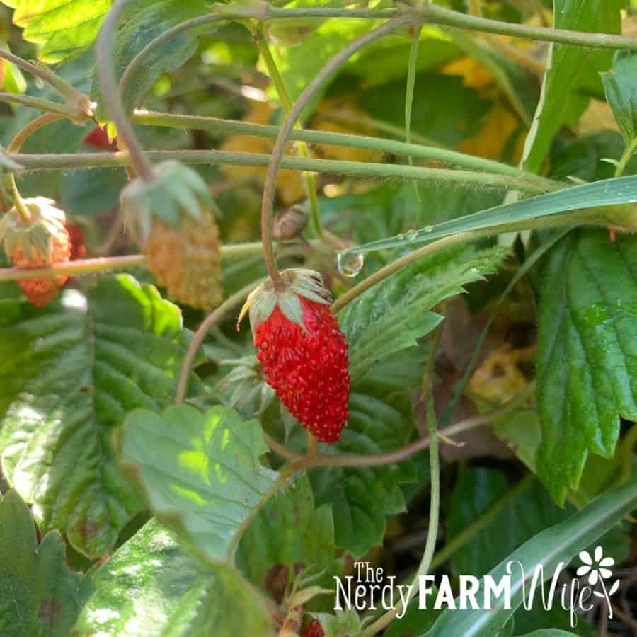 How to Grow Alpine Strawberries