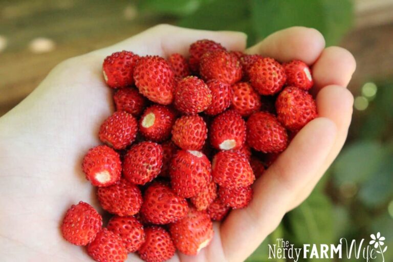 How to Grow Alpine Strawberries