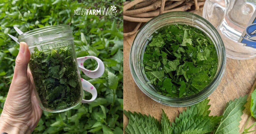 Stinging Nettle Tincture + Uses