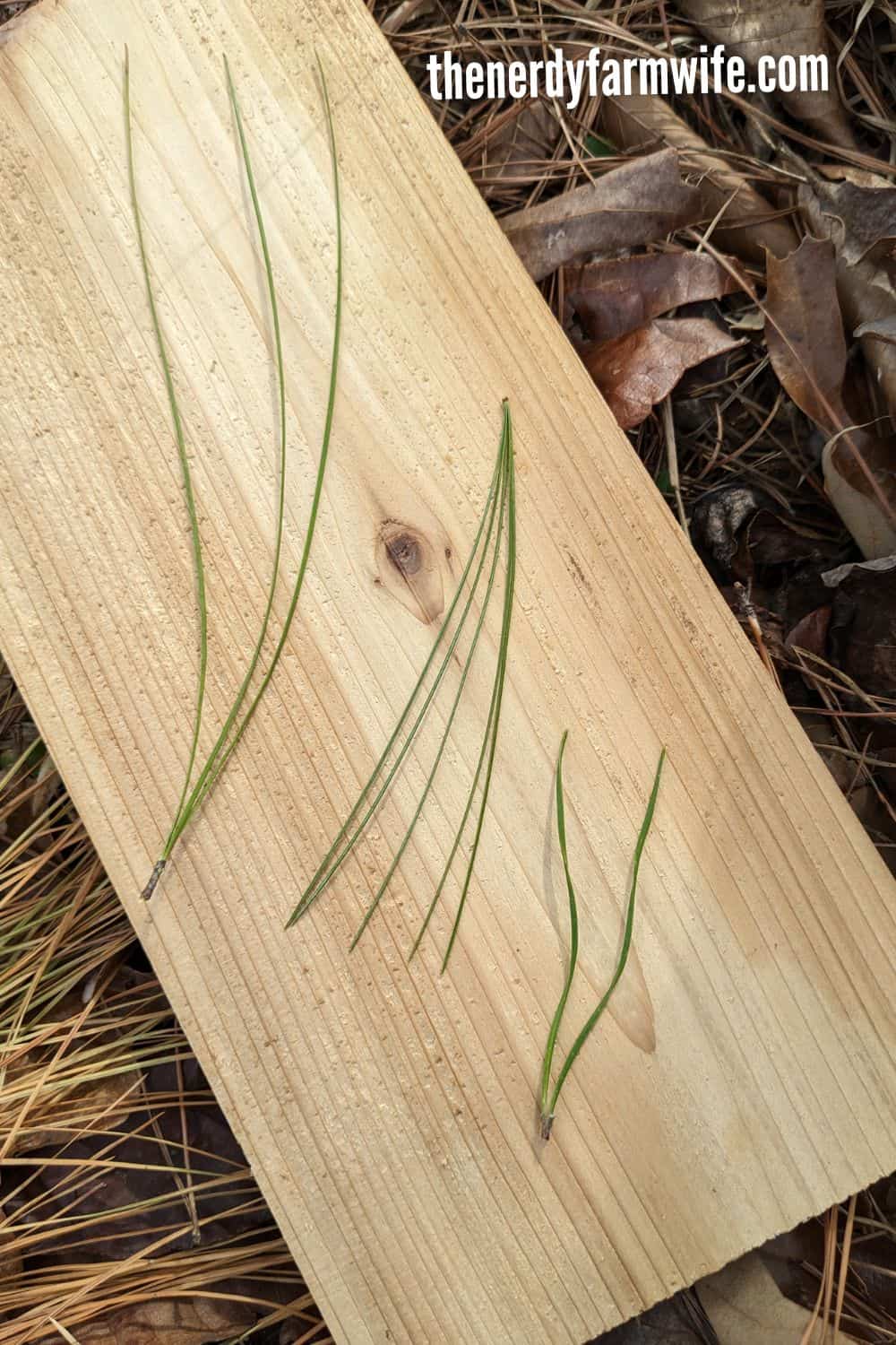 Foraging & Using Pine Needles