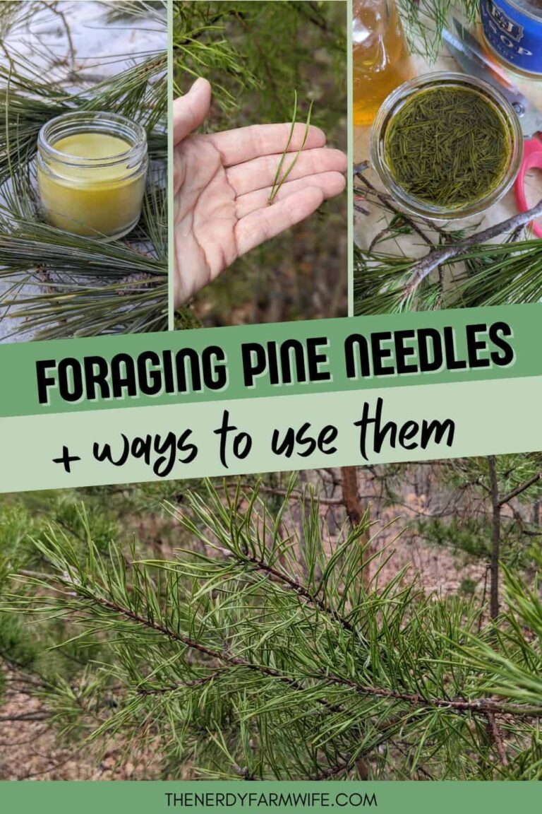 Foraging & Using Pine Needles