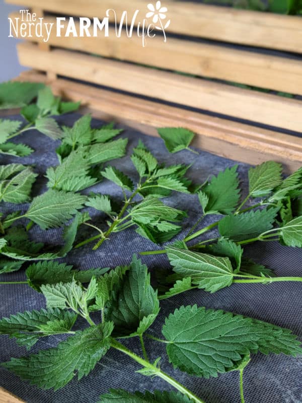 Nettle & Horsetail Shampoo Bars (Cold Process Soap)