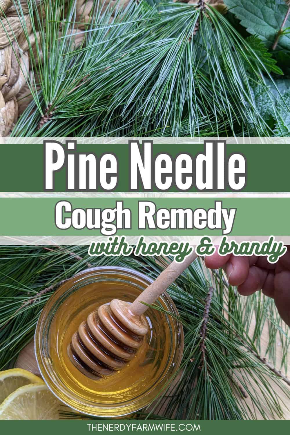 Pine Needle, Honey & Brandy Elixir (cough & sore throat remedy)