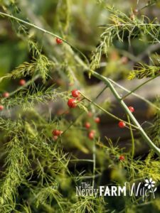Growing Asparagus From Seed
