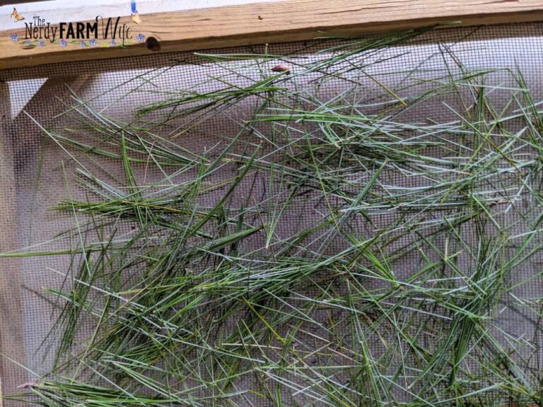 Foraging & Using Pine Needles