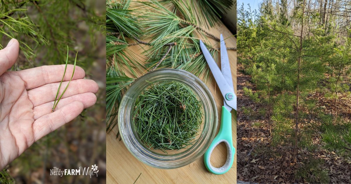 Foraging & Using Pine Needles