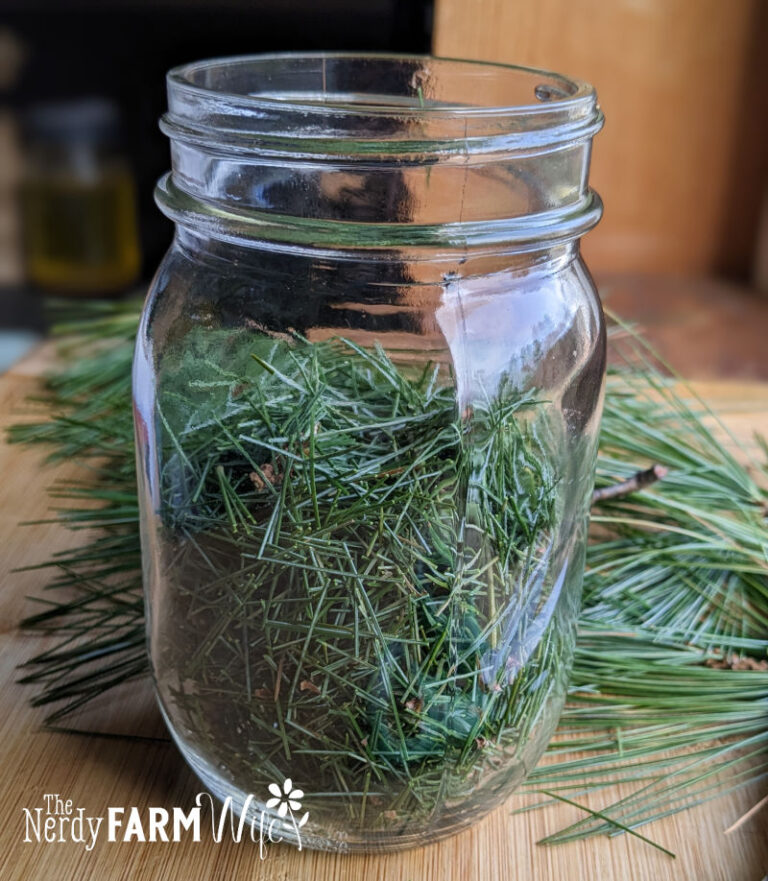 Foraging & Using Pine Needles