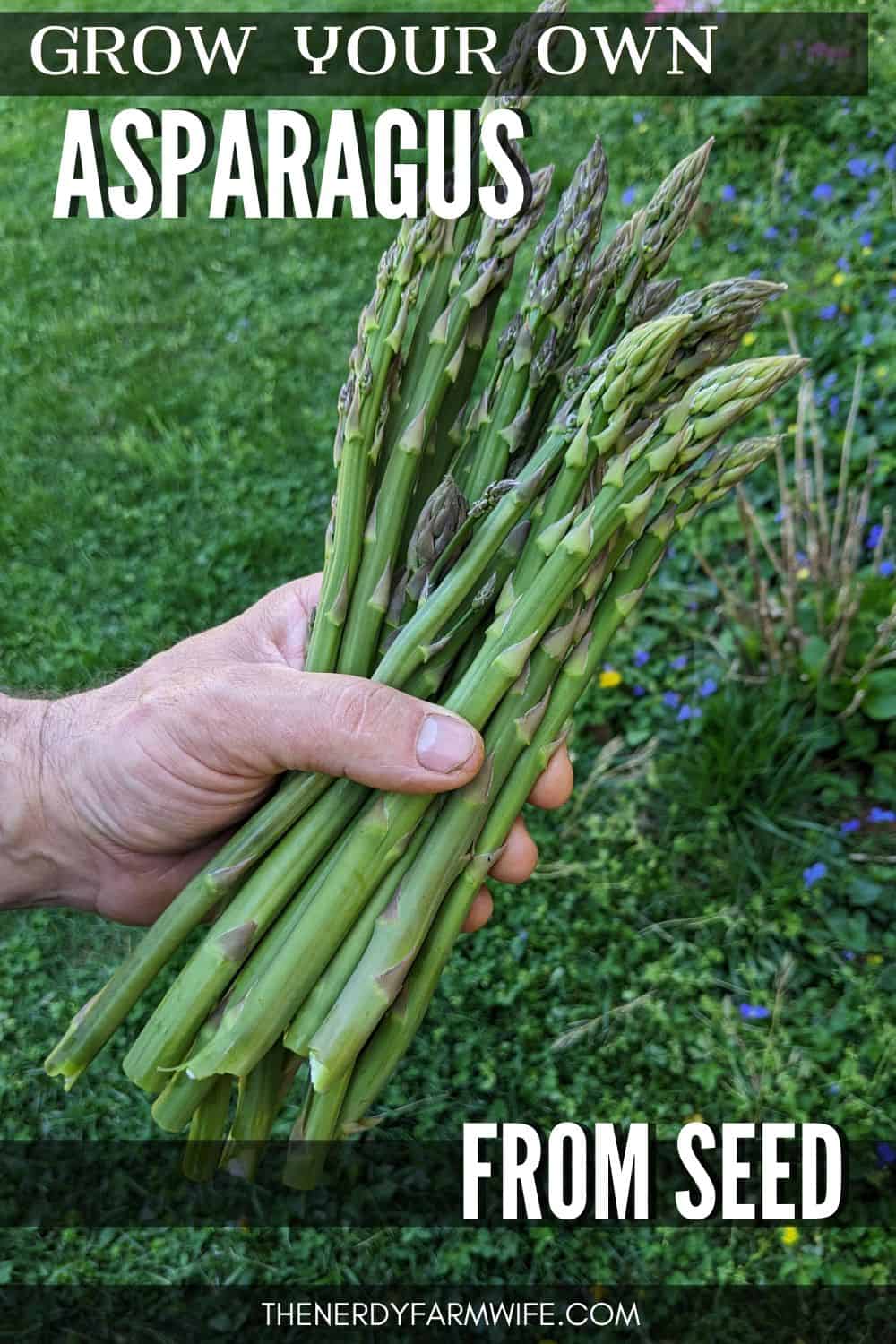 Growing Asparagus From Seed