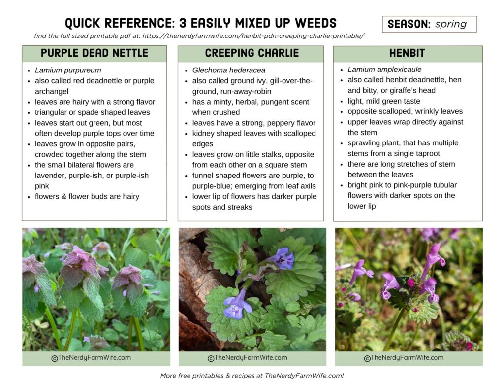 (NEW Printable!) Differences Between Henbit, Creeping Charlie & Purple ...