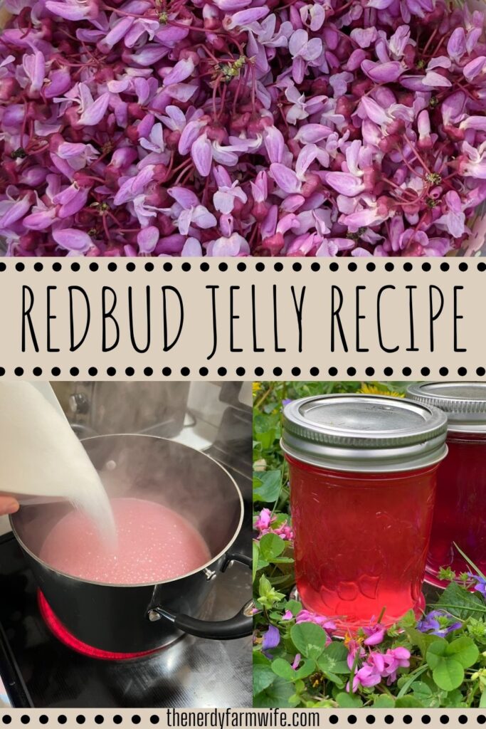How to Make Redbud Jelly