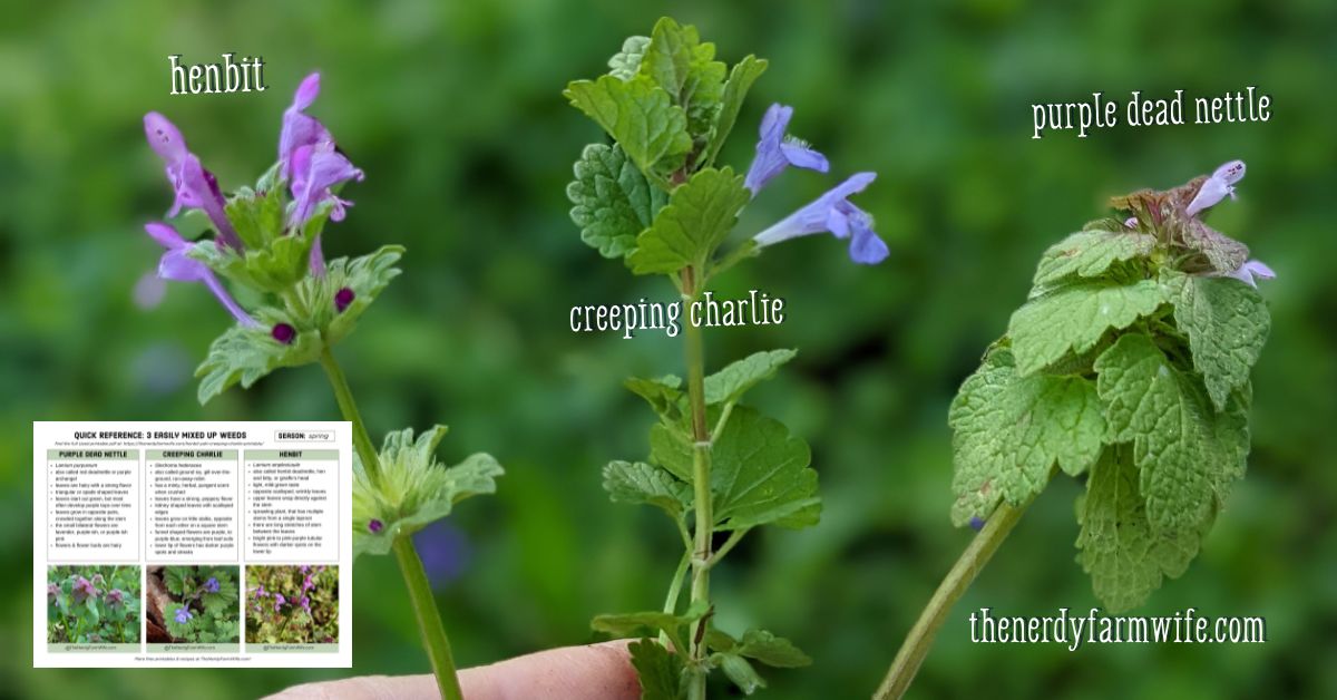 (NEW Printable!) Differences Between Henbit, Creeping Charlie & Purple Dead Nettle