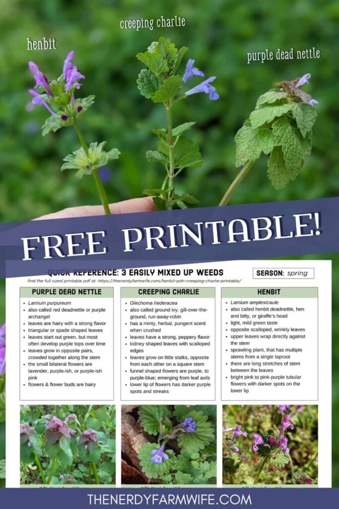 (NEW Printable!) Differences Between Henbit, Creeping Charlie & Purple ...