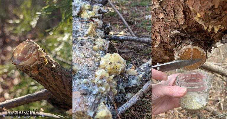 How to Forage Pine Resin