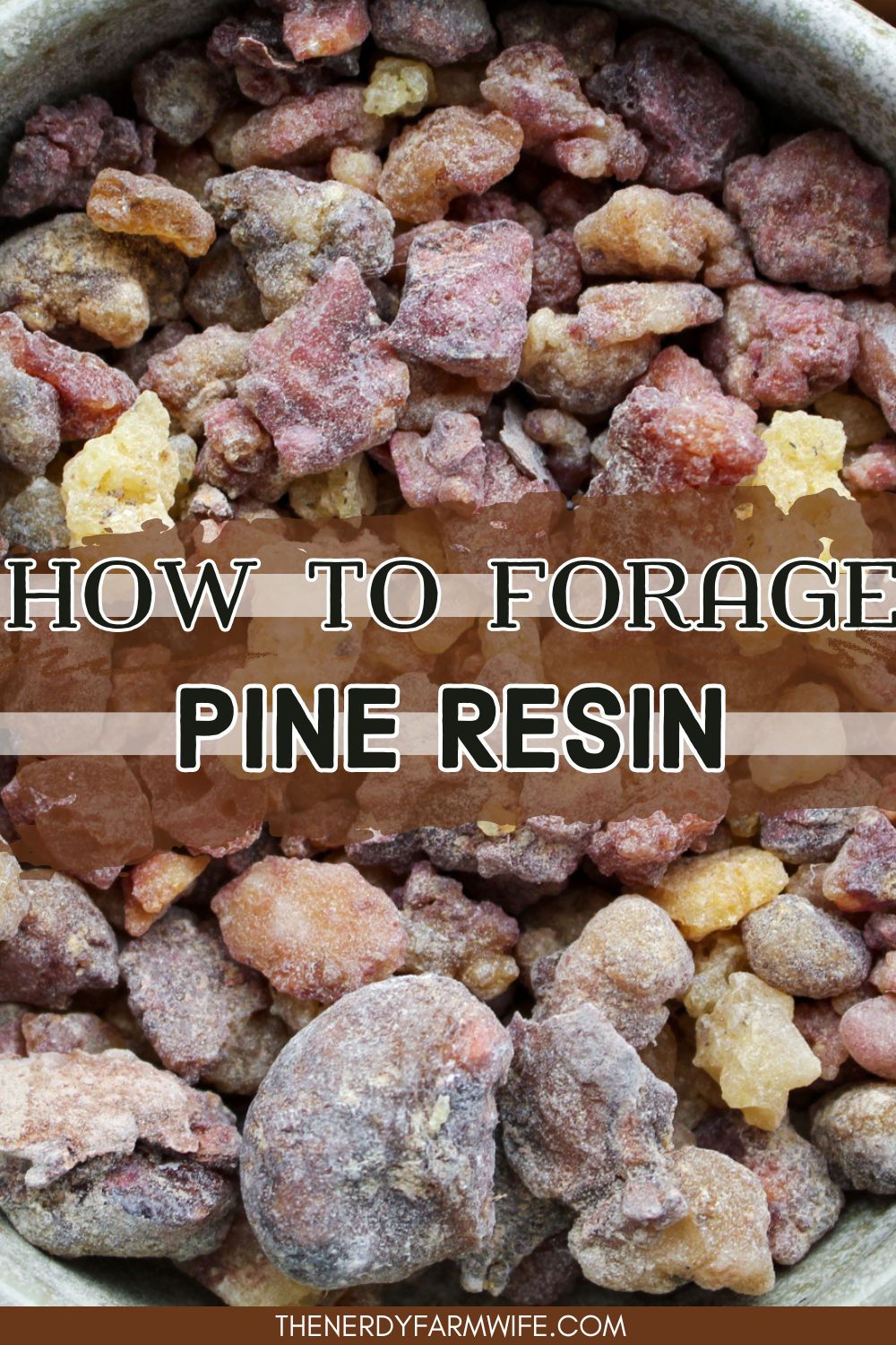 How to Forage Pine Resin